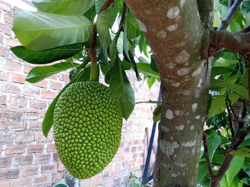 Artocarpus Heterophyllus. Unripe Jackfruit Hanging on Jack Tree Stock ...
