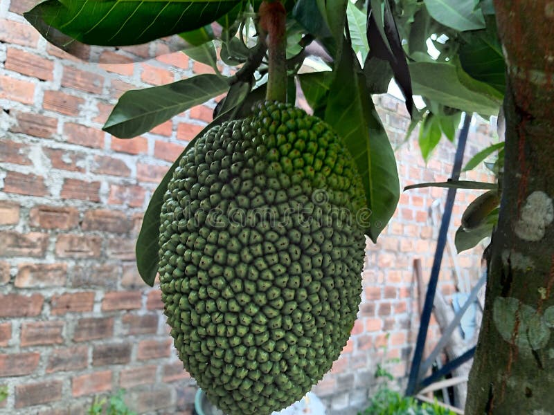 Artocarpus Heterophyllus. Unripe Jackfruit Hanging on Jack Tree Stock ...