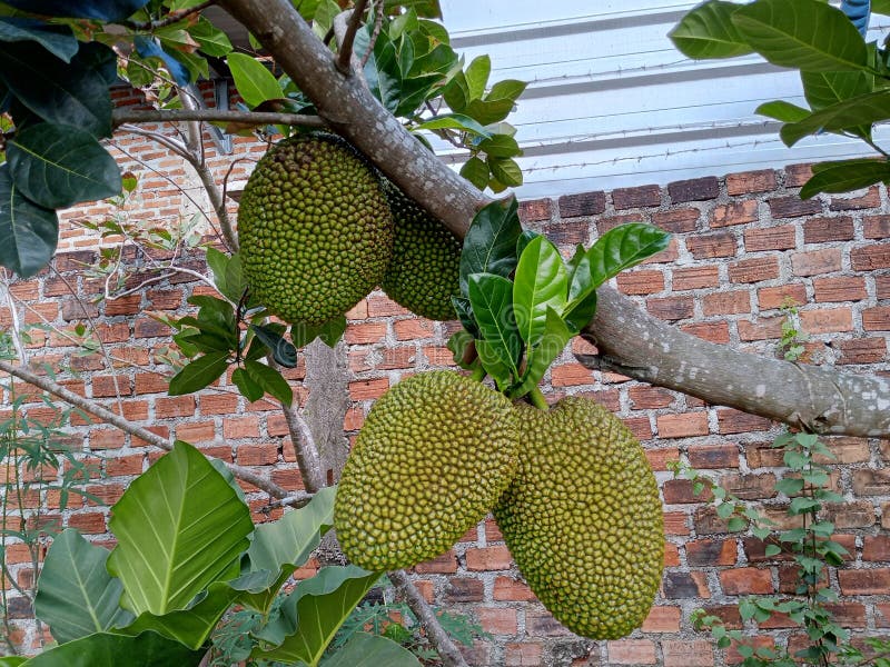 Artocarpus Heterophyllus. Unripe Jackfruit Hanging on Jack Tree Stock ...