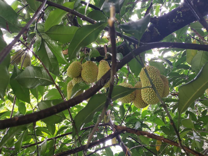 Artocarpus Integer Fruits Sprouting from the Trunk of the Tree. Stock ...