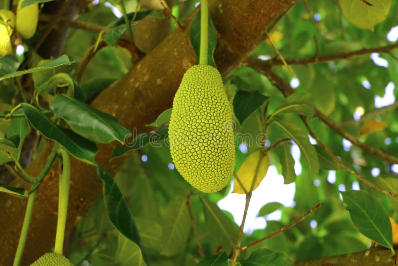 Cempedak or Artocarpus Integra Stock Photo - Image of taste, asian ...