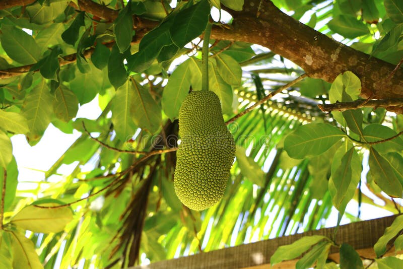 Artocarpus Integer, Jackfruit Also Commonly Known As Cempedak Stock ...