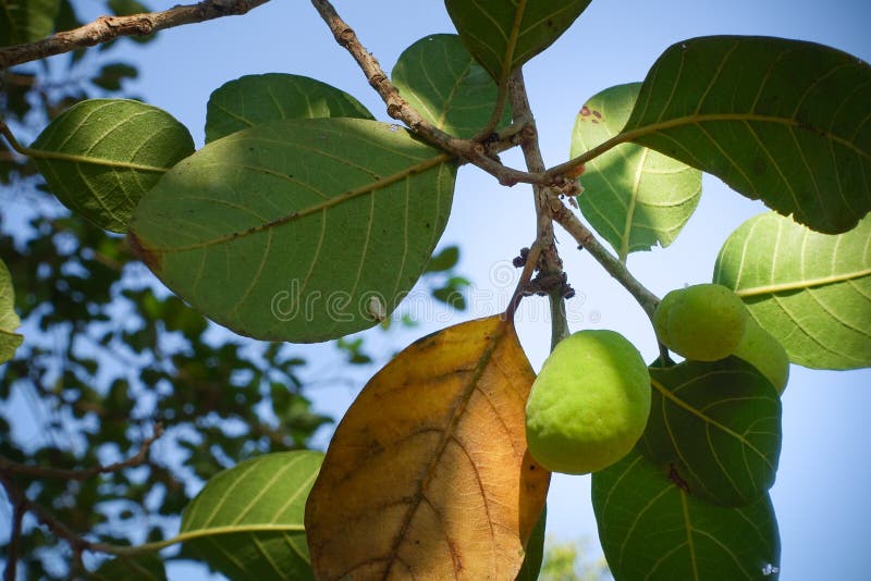 Artocarpus Lacucha, Also Known As Monkey Fruit, or Monkey Jack or ...