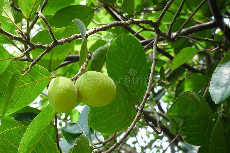 Artocarpus Lacucha, Also Known As Monkey Fruit, or Monkey Jack or ...