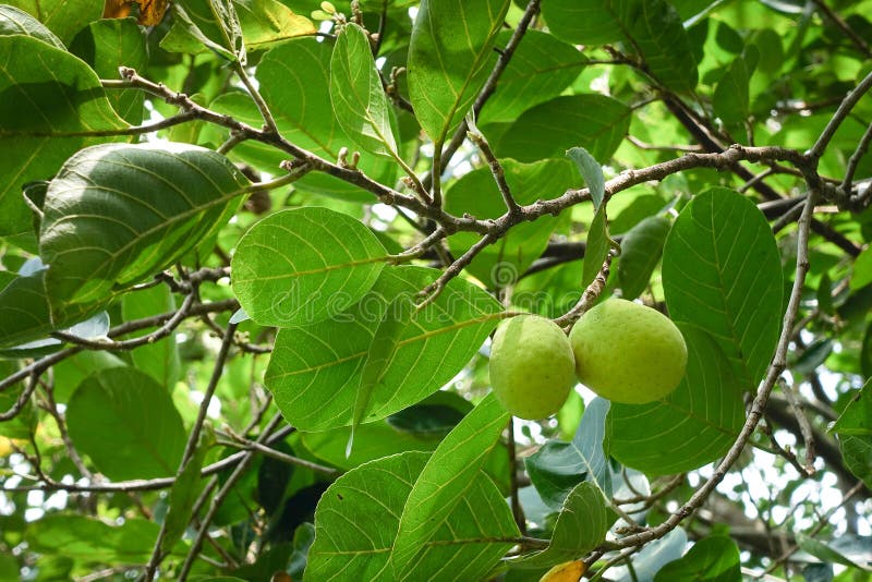 Artocarpus Lacucha, Also Known As Monkey Fruit, or Monkey Jack or ...