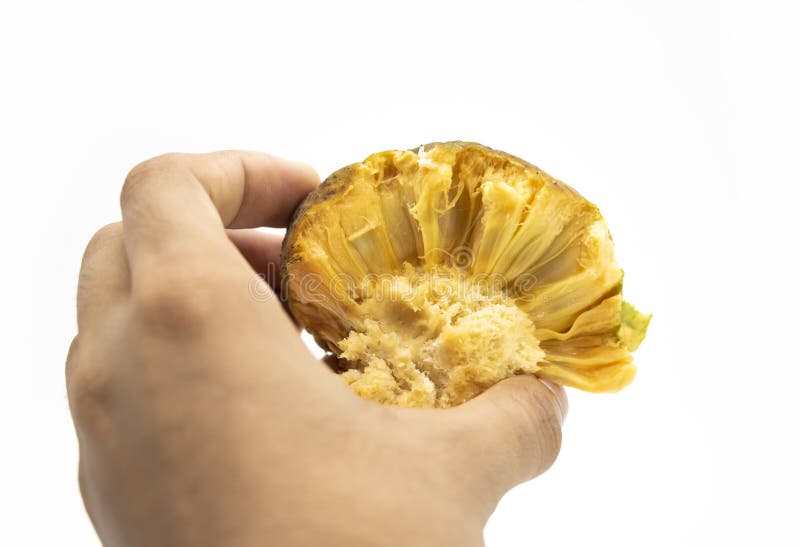 Artocarpus Lacucha Fruit or Monkey Fruit, or Monkey Jack or Barhar ...