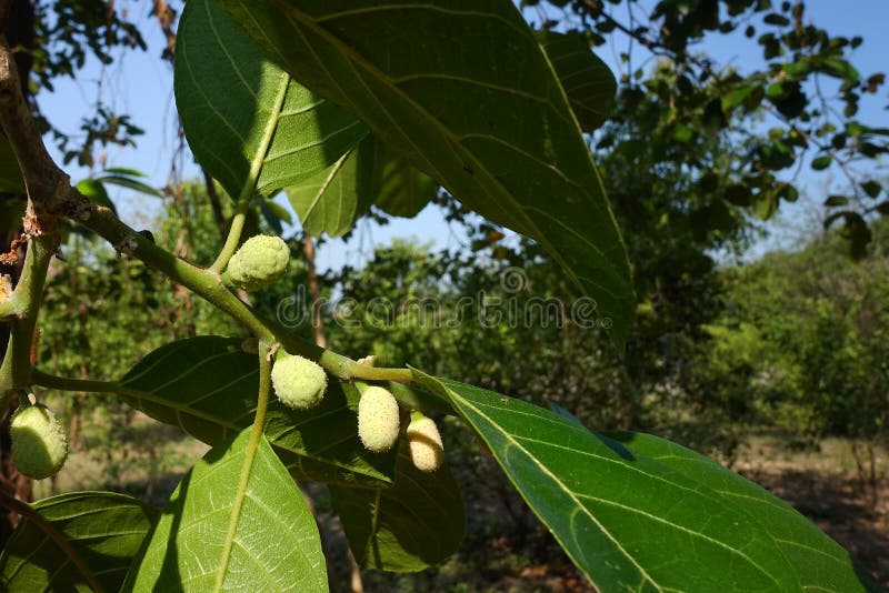 Artocarpus Lacucha, Also Known As Monkey Fruit, or Monkey Jack or ...