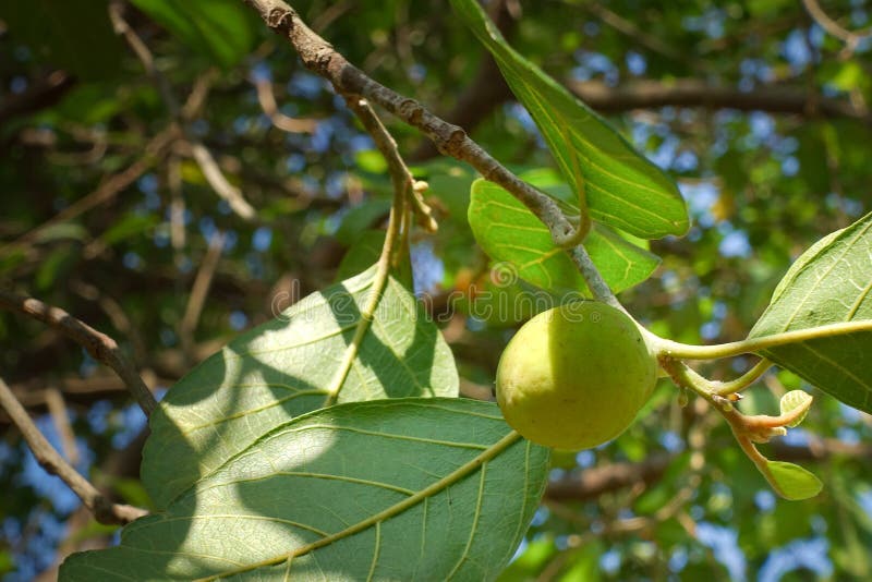 Artocarpus Lacucha, Also Known As Monkey Fruit, or Monkey Jack or ...