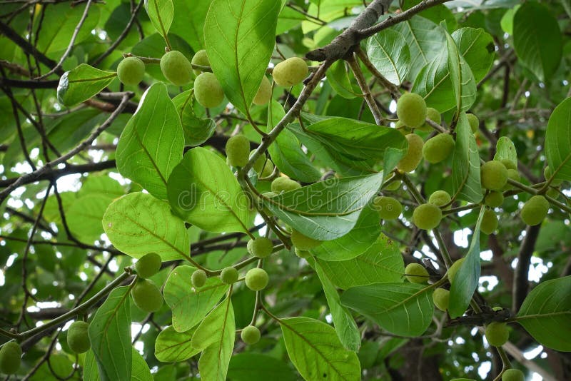 Artocarpus lacucha fruit stock image. Image of closeup - 162707077