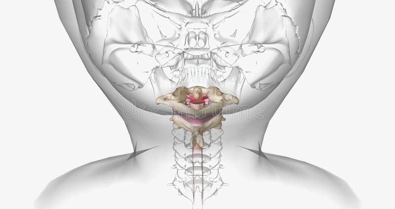 Artrite Reumatoide Nella Colonna Cervicale Illustrazione di Stock ...