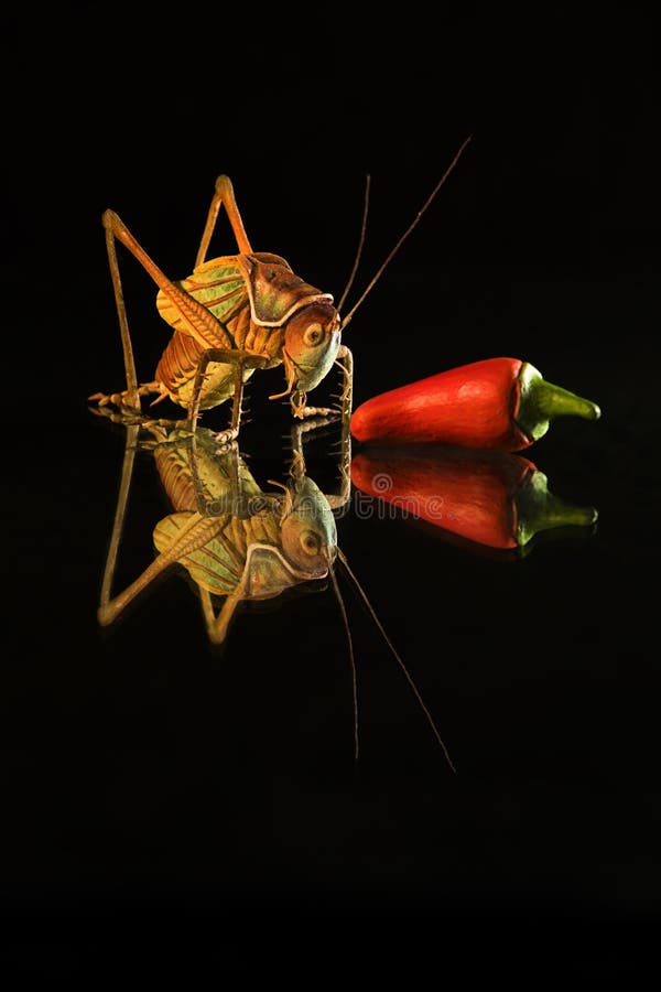 Arts of Insect and Chilli As Still Life Stock Image - Image of insect ...