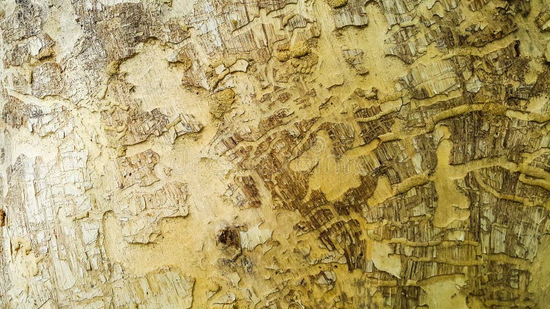 Arts of tree bark stock image. Image of skin, nature - 100774105