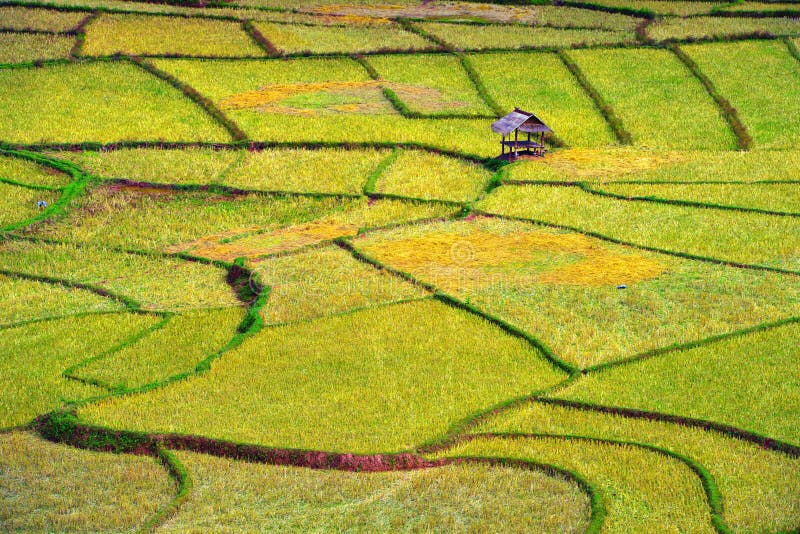 Artwork on agriculture stock photo. Image of green, sunny - 89419064