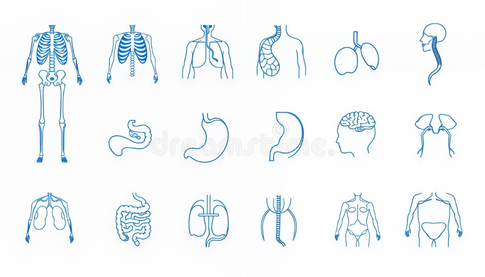Human Anatomy Illustration with Blue Dotted Lines Displaying Organs and ...