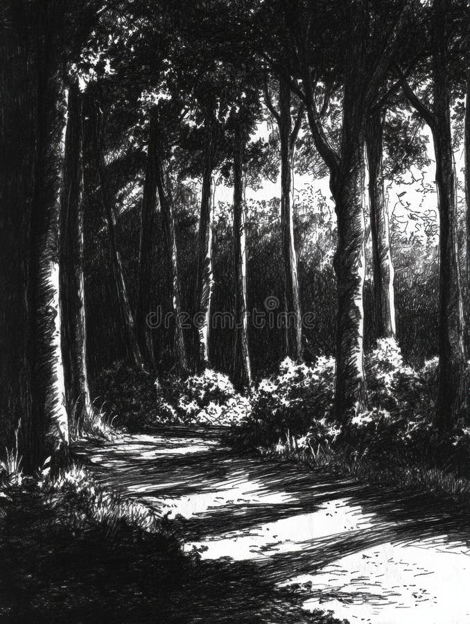 The Artwork Features a Detailed Black Ink Sketch of a Dense Forest ...