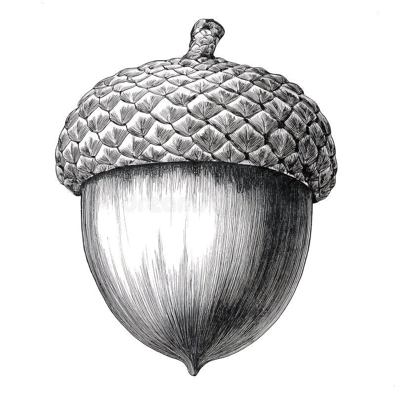 Vintage Engraving of an Acorn, Featuring a Textured Cap and Smooth Body ...