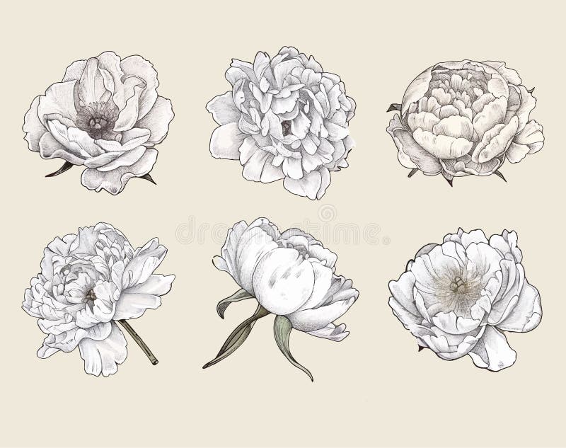 Artwork Set of White Peonies Flower Vector Stock Vector - Illustration ...