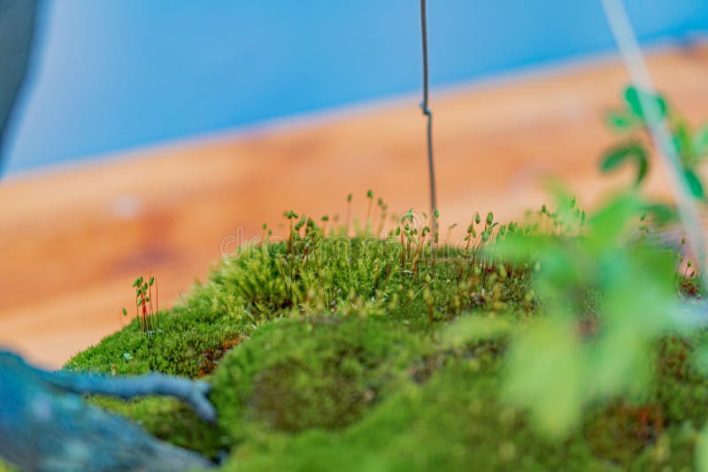 Artwork Showcases a Circular Mossy Growth and Humanoid Figure, Both ...