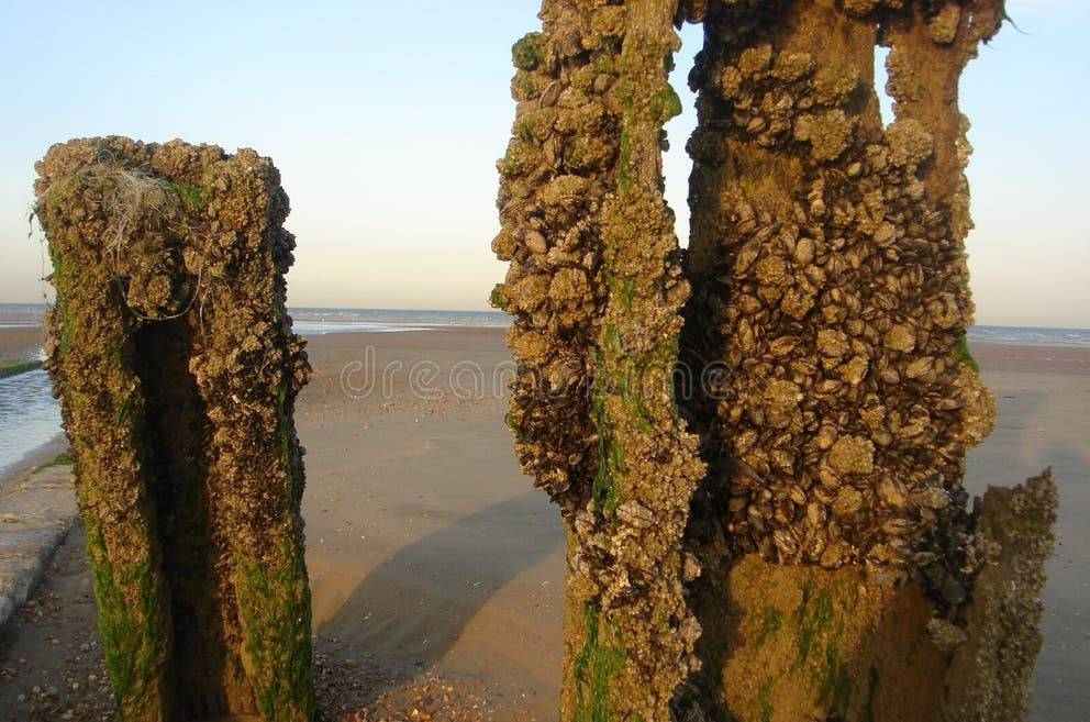 Arty View of the Sea from Two Decaying Posts Stock Image - Image of ...