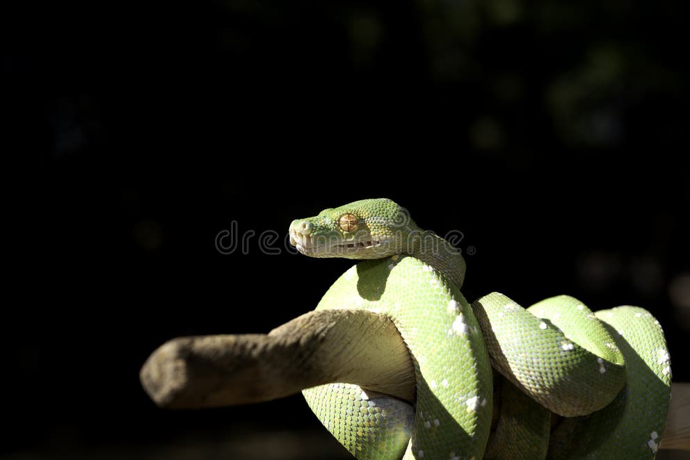 Aru X Biak Cross Green Tree Python Stock Image - Image of animal, snake ...