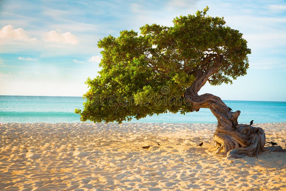 Aruba Divi Divi Tree stock photo. Image of attraction - 92078216