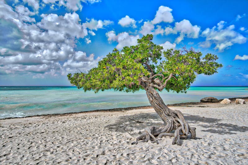 Aruba Divi Tree Picture. Image: 93947194