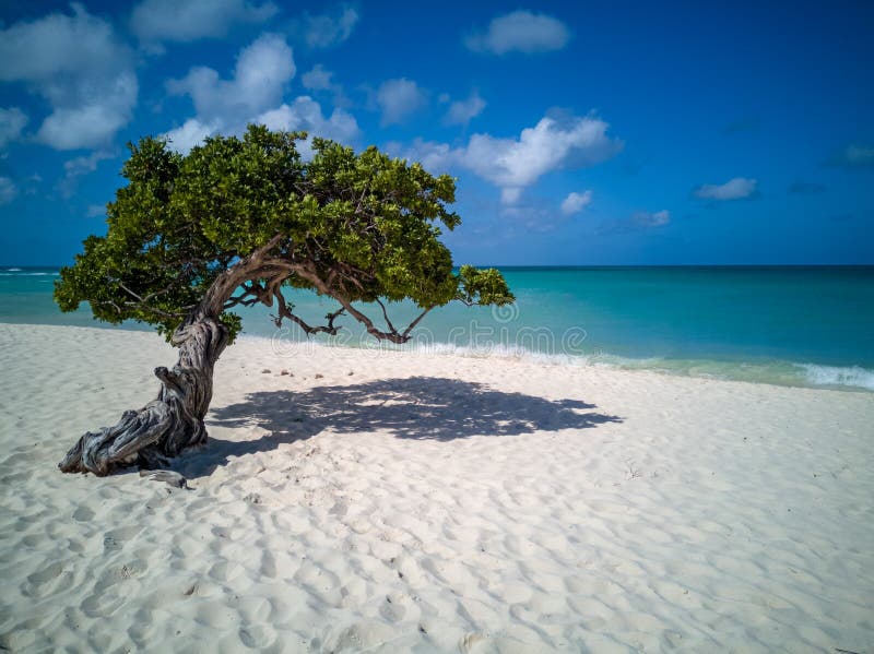 Divi Divi Tree On Eagle Beach In Aruba Stock Image - Image of nature ...