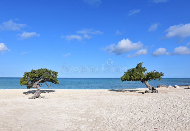Aruba Divi Trees Sulla Spiaggia in Aruba Immagine Stock - Immagine di ...