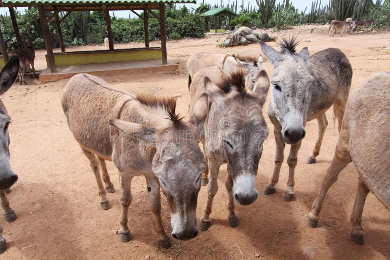 Aruba Donkey Sanctuary editorial image. Image of caribbean - 90069445