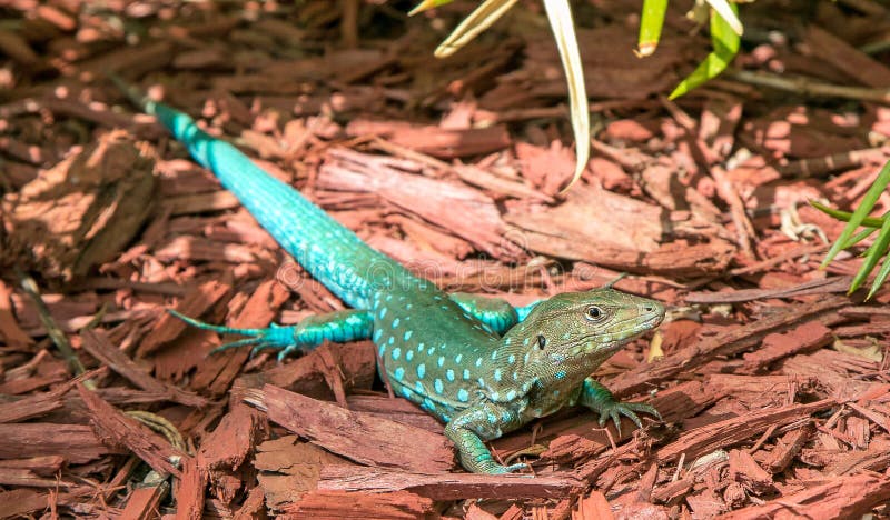 Aruban Whiptail Lizard stock image. Image of environment - 166090477