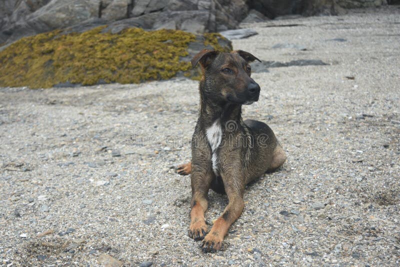 Arubian Cunucu Dog Resting on a Beach Stock Photo - Image of animal ...