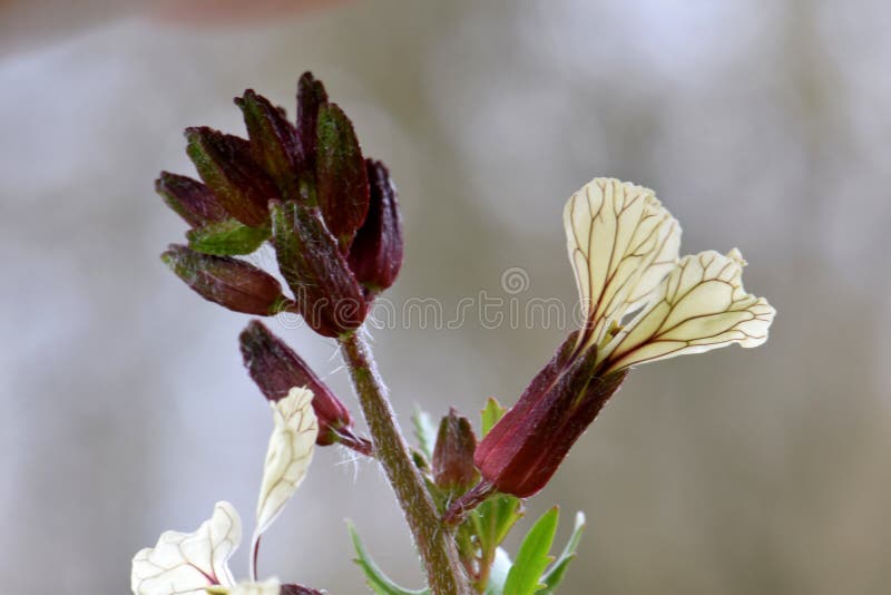 Arugula Rocket Flower Blossom Bud 02 Stock Image - Image of emerge ...
