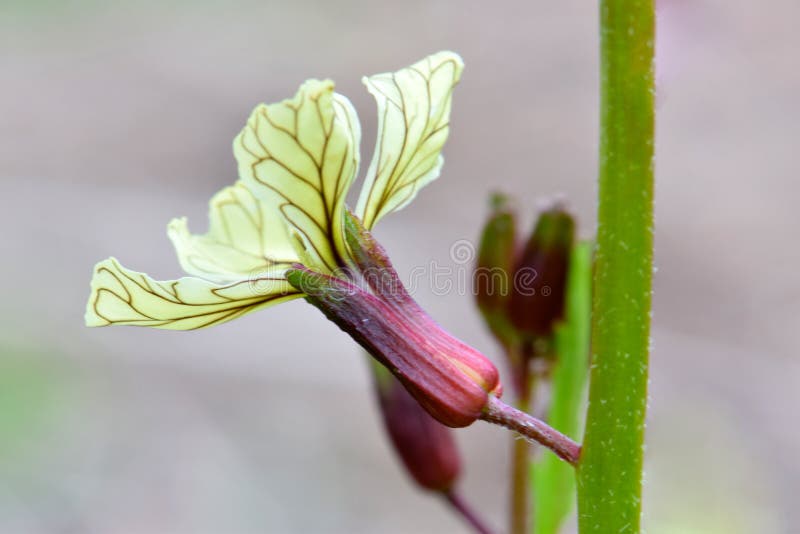 Arugula Rocket Flower Blossom Bud 01 Stock Image - Image of outdoor ...