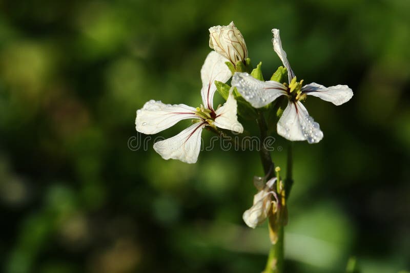 Arugula Flower Dew Drops Stock Photos - Free & Royalty-Free Stock ...