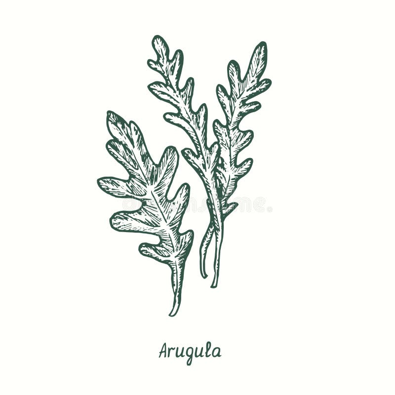 Arugula. Ink Black and White Doodle Drawing Stock Vector - Illustration ...
