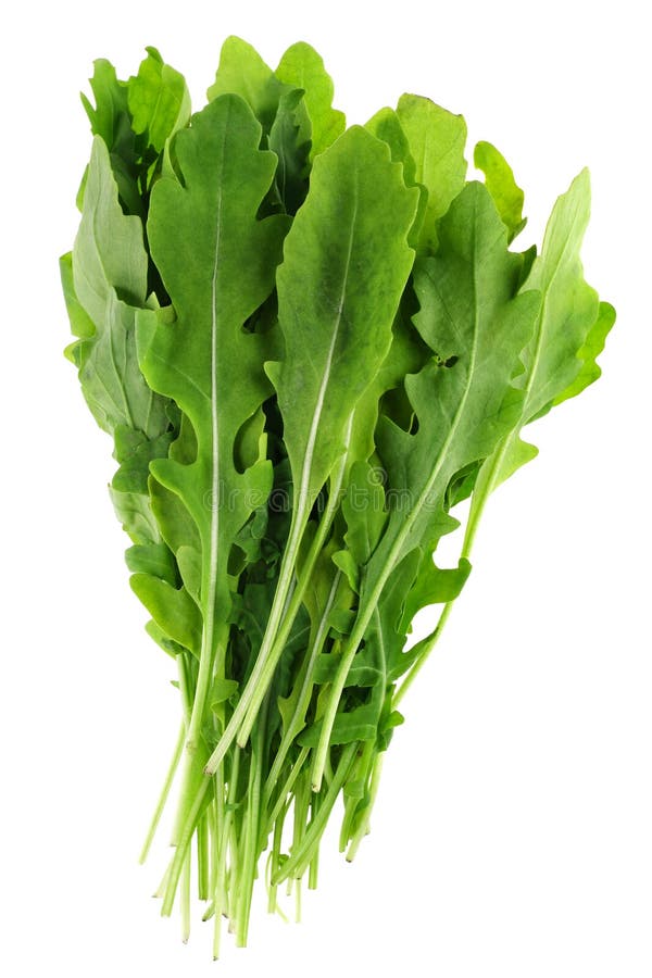 Arugula leaf stock photo. Image of closeup, green, arugula - 6099602