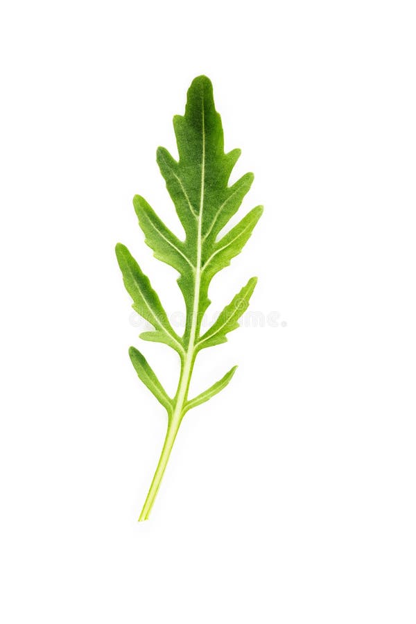 Arugula Leaves Isolated on White Background. Closeup Fresh Wild Rocket ...