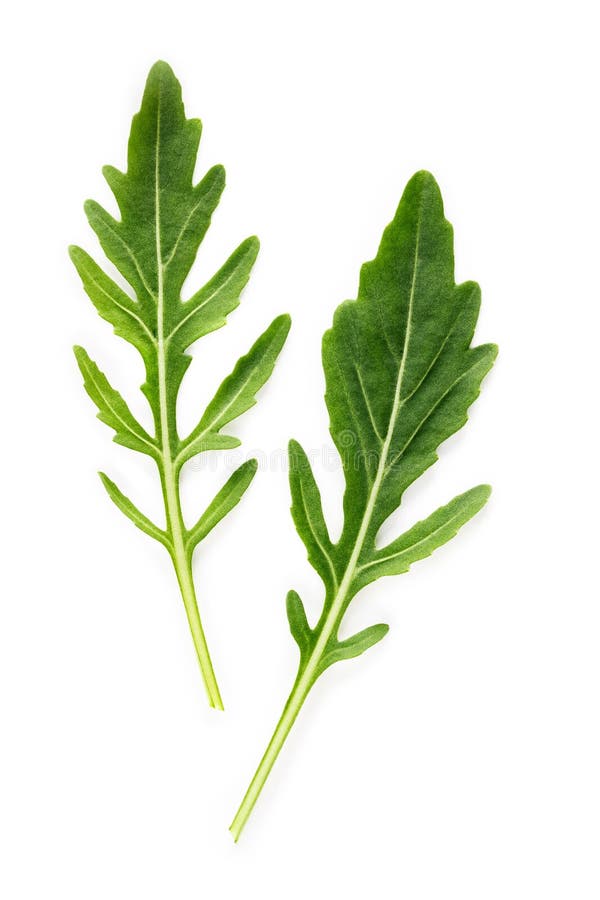 Arugula Leaves Isolated on White Background. Closeup Fresh Wild Rocket ...