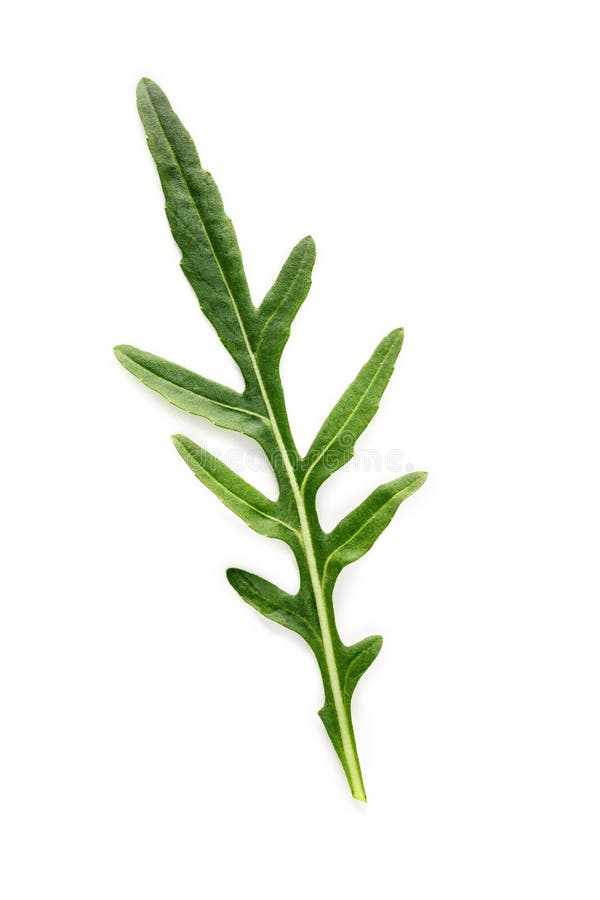 Arugula Leaves Isolated on White Background. Closeup Fresh Wild Rocket ...