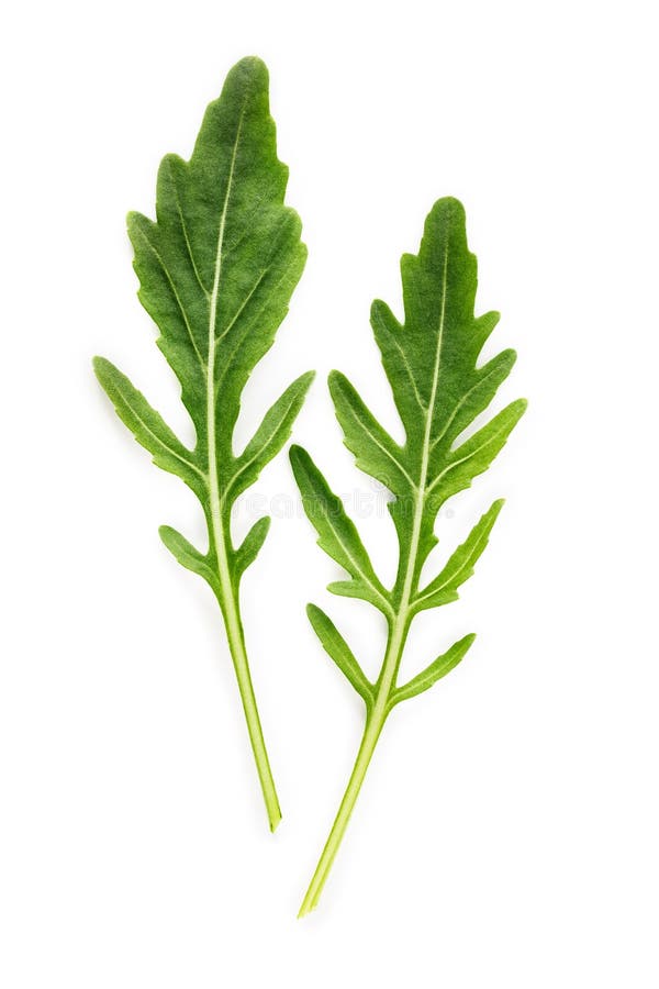 Arugula Leaves Isolated on White Background. Closeup Fresh Wild Rocket ...