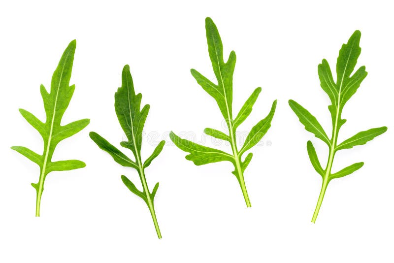 Arugula Leaves Isolated on White Background. Closeup Fresh Wild Rocket ...