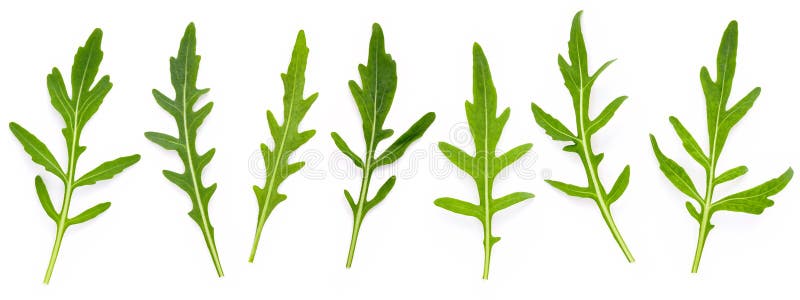 Arugula Leaves Isolated on White Background. Closeup Fresh Wild Rocket ...