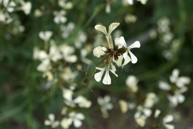 Arugula Plant and Newly Opened Flowers, Arugula Flower Stock Image ...