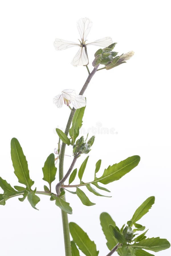 Rucola Flowers Blooming with Bee Stock Photo - Image of dandelion ...