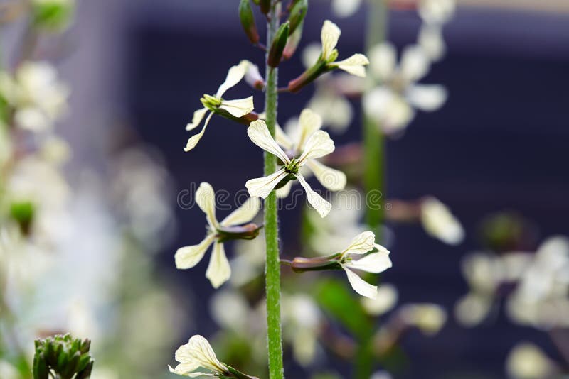 Rucola Flowers Blooming with Bee Stock Photo - Image of dandelion ...