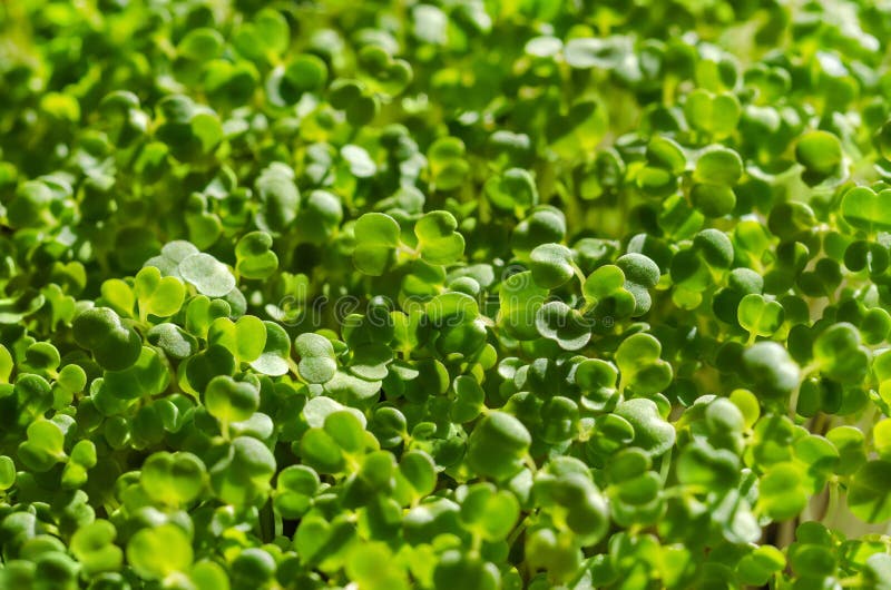 Arugula Sprouts in Sunlight, Macro Food Photo Stock Image - Image of ...