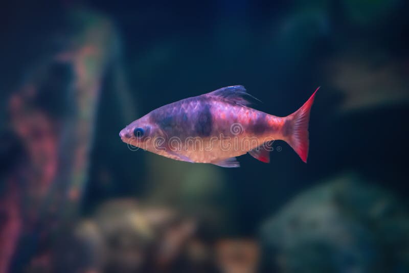 Arulius Barb - Freshwater Fish Stock Image - Image of fresh ...