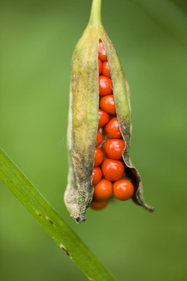 Arum, araceae, fruit stock image. Image of background - 45655037