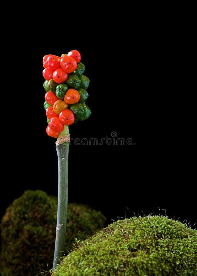 Arum Berries stock image. Image of close, closeup, herb - 5858563