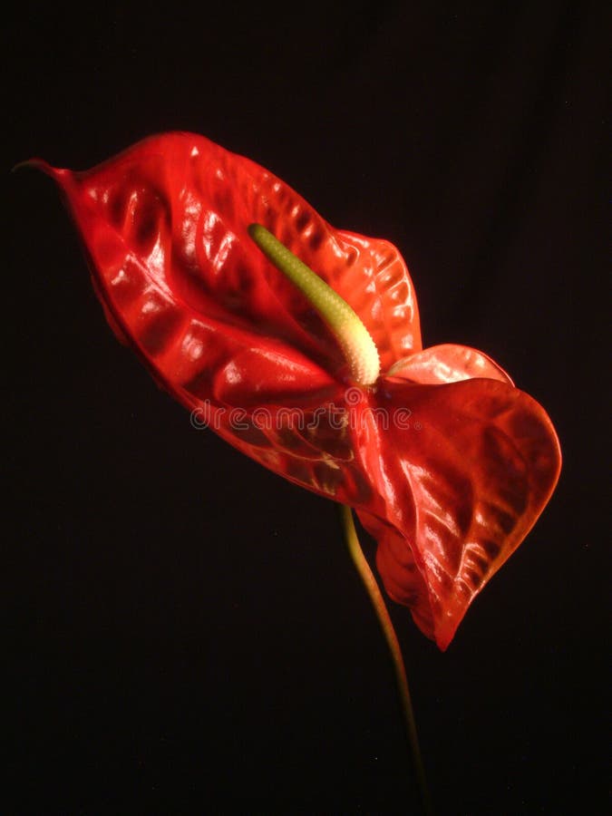 Arum in the dark. stock photo. Image of close, black, leaf - 116628